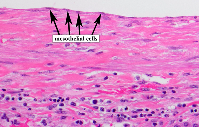 Normal Liver Histology 101 | AASLD