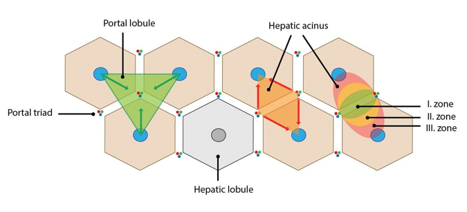 Normal Liver Histology 101 | AASLD