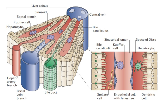 Normal Liver Histology 101 | AASLD