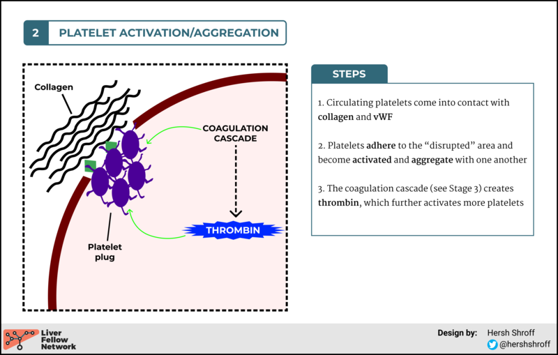 Why (and how) does coagulopathy occur with liver disease? -- Part 1 | AASLD