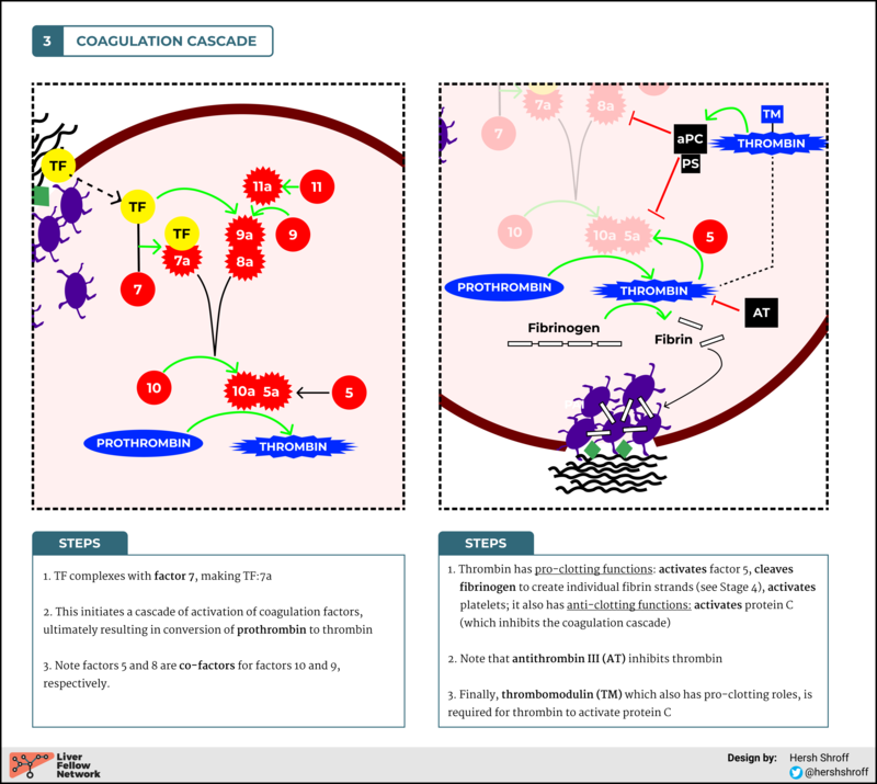 Why (and how) does coagulopathy occur with liver disease? -- Part 1 | AASLD