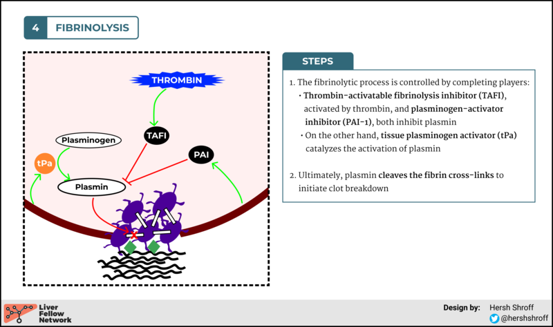 Why (and how) does coagulopathy occur with liver disease? -- Part 1 | AASLD