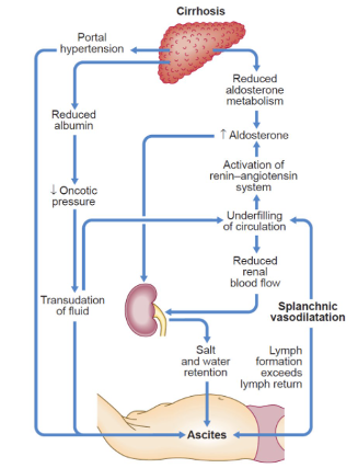 Why do we use antibiotics for SBP prophylaxis? | AASLD