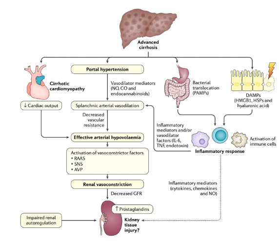 Why are patients with cirrhosis susceptible to hepatorenal syndrome ...