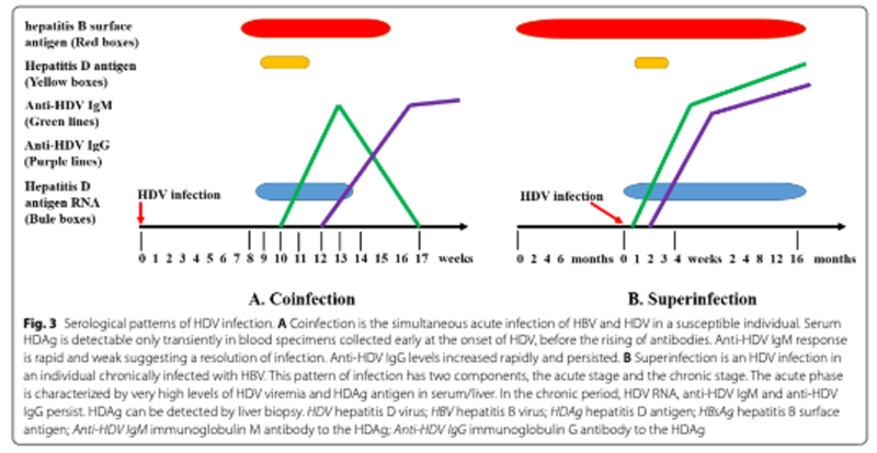 Why should we screen for hepatitis delta? | AASLD