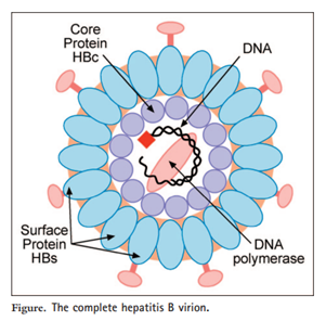 Pediatric Hepatitis B | AASLD